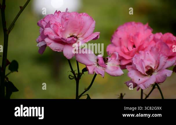 Close-up of slightly wilting pink roses in a garden, illuminated by ...