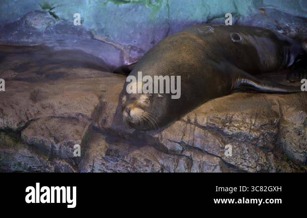 A sea lion resting peacefully on a rocky surface at a zoo or an ...