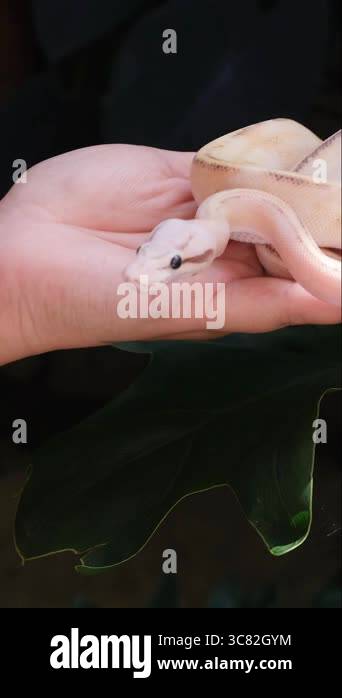 Baby ball python Puma Pastel morph in a woman's hand vertical Stock ...