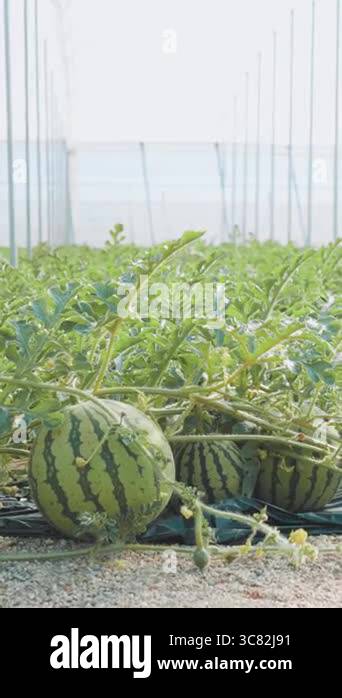 Verdant watermelons developing on vines inside controlled greenhouse ...
