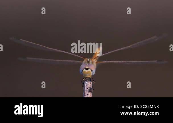 Close-up footage of dragonfly beetle Stock Video Footage - Alamy