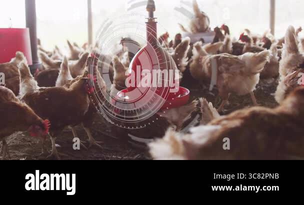 Chickens feeding in barn with digital data processing animation overlay ...