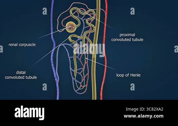 3D animation shows the function of nephrons, focusing on filtration ...