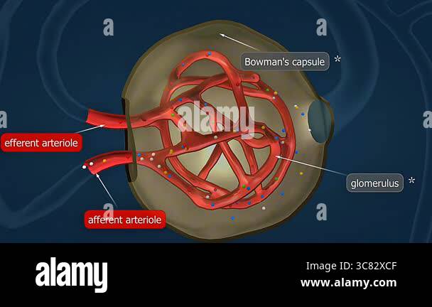 3D animation illustrates waste removal through renal corpuscles ...