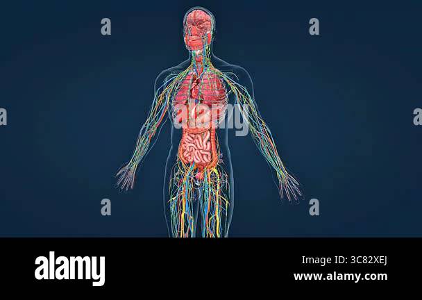 3D animation of the human urinary system showcases kidneys, ureters ...