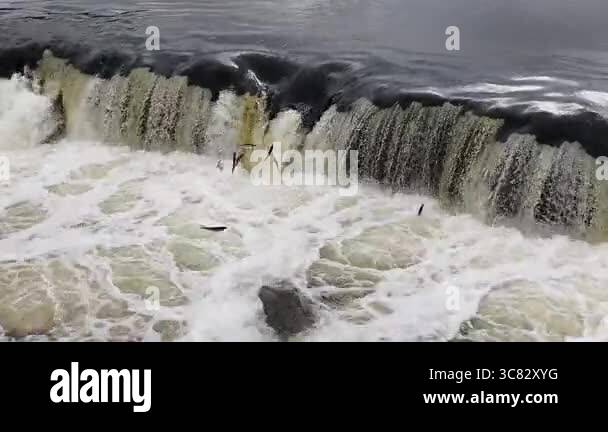 Watch as fish jump vigorously over a waterfall, showcasing their ...