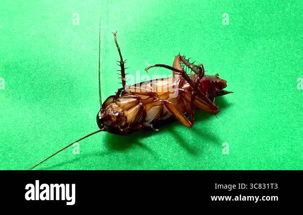 cockroach. American cockroaches on green background. cockroaches eating ...