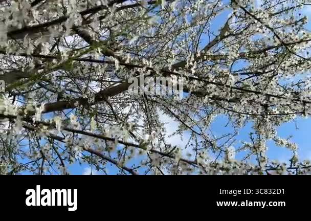 White flowers blooming on tree branches moving slowly against a clear ...
