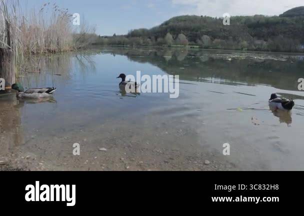 Mallard ducks gracefully swimming and diving in pristine waters of lake ...