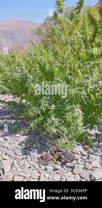 A wild hemp bush sways in the wind on a sunny autumn day in the rugged ...