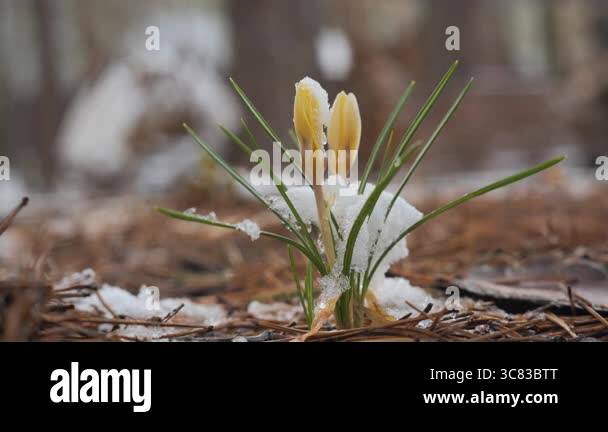 Yellow crocus buds sprouting through melting snow, Early yellow crocus ...