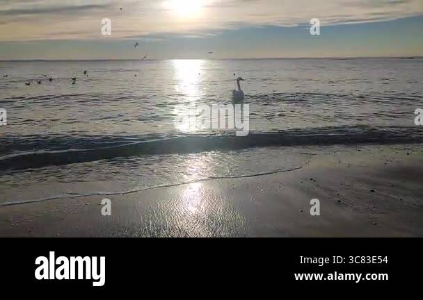 White swan bird floating on the sea waves on a sunny path above flying ...