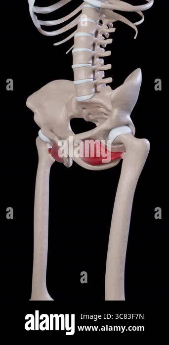 This 3d animation shows the movement of the obturator externus muscles ...
