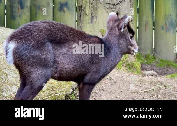 A young animal explores its habitat, showcasing its curiosity and ...