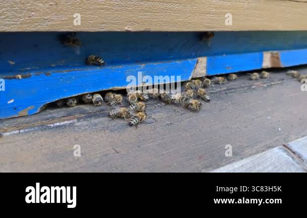 GUARD BEES protecting hive entrance against intruders during summer ...
