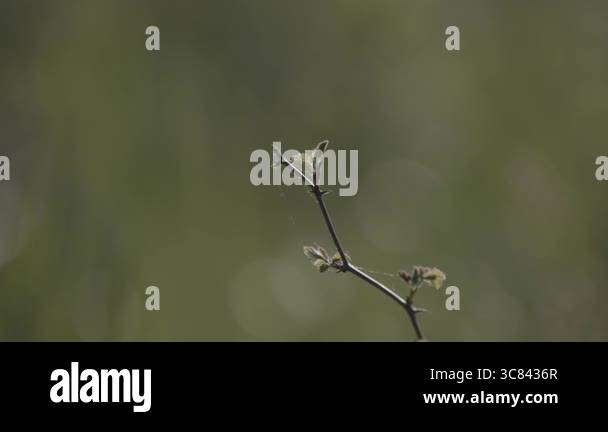 Rosehip branch in the wild forest Stock Video Footage - Alamy