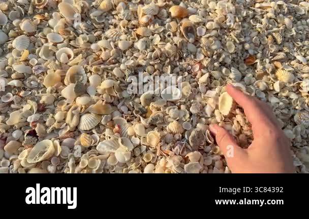 traveler hand explores a beach filled with seashells, picking up unique ...