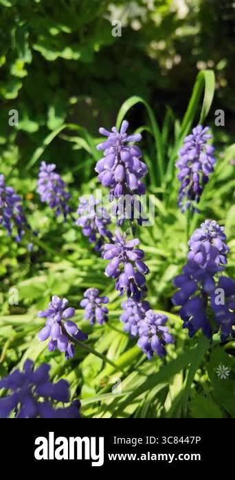 flowers blue bells. bush of bells. small blue flowers. primroses Stock ...