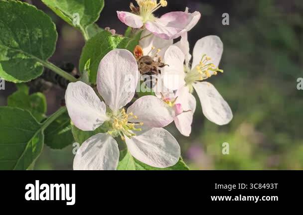 Spring blossom of apple tree. Flowers and buds on tree branches. Trees ...