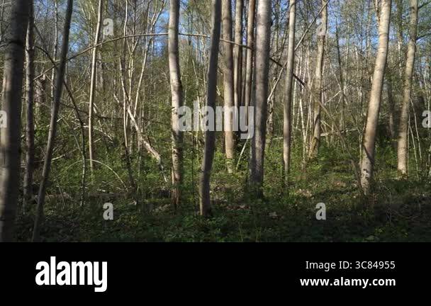 A panoramic scene reveals a dense forest thicket in spring, dotted with ...