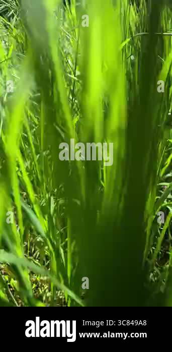 Camera Moving Through Fresh Green Grass Blades. Vertical Video Stock ...