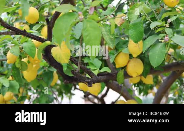 Italian orchard Stock Videos & Footage - HD and 4K Video Clips - Alamy