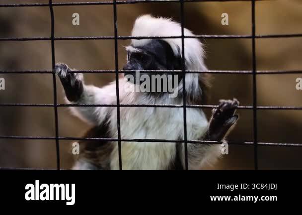 small monkeys in a mini zoo cage. High quality 4k footage Stock Video ...