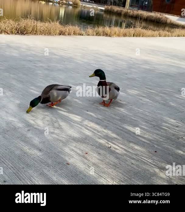 Quacking sounds Stock Videos & Footage - HD and 4K Video Clips - Alamy