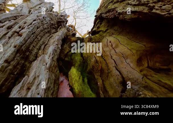 Layers of bark Stock Videos & Footage - HD and 4K Video Clips - Alamy