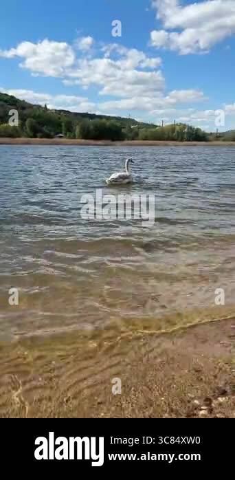 Swan Floating Gracefully on Lake in Sunny Weather. Young Swan on ...