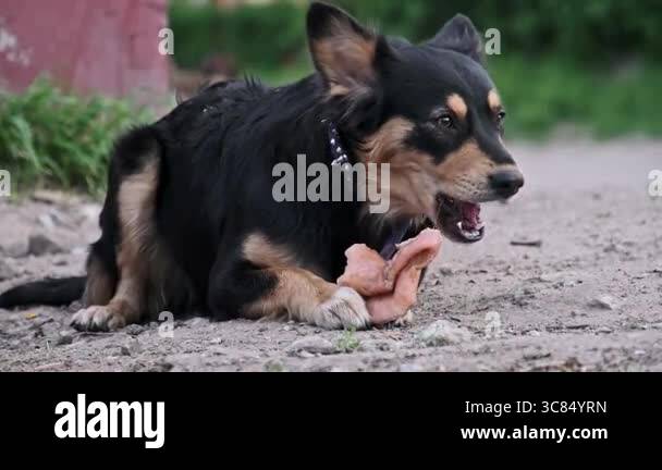 Small black and tan stray dog with a collar lies on dirt ground ...