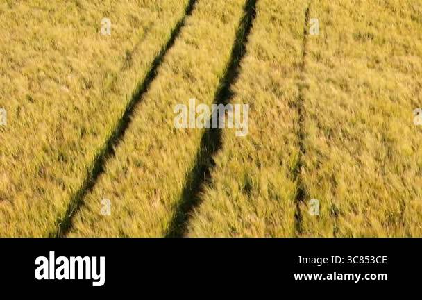 Nature's geometry, diagonal lines of wheat create a visually appealing ...