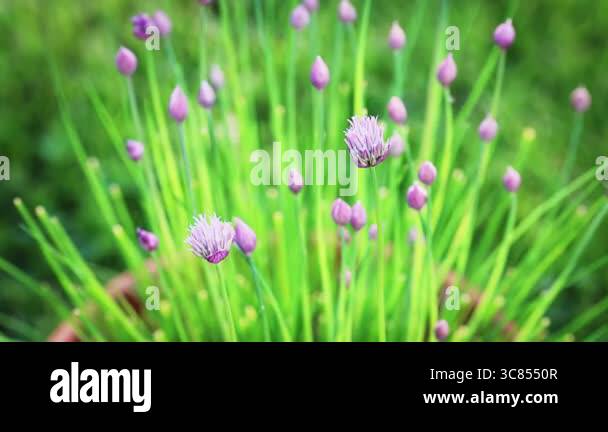 Blooming chives, healthy edible flowers concept Stock Video Footage - Alamy