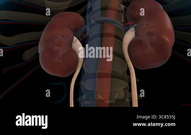 Human urinary and reproductive system anatomy for medical concept 3D ...