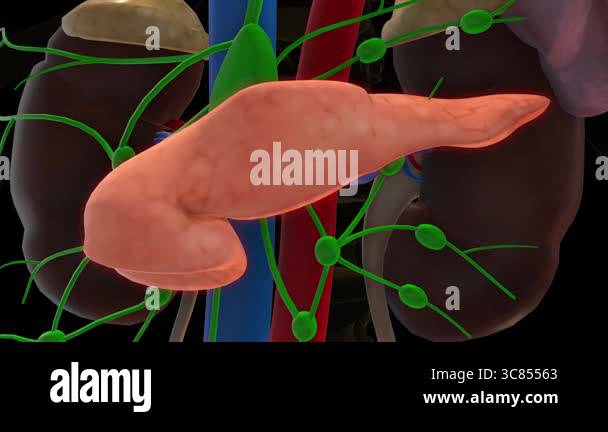Human pancreas anatomy for medical concept 3D animation Stock Video ...