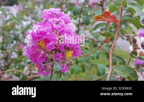a cluster of pink lagerstroemia indica flower on the branches Stock ...