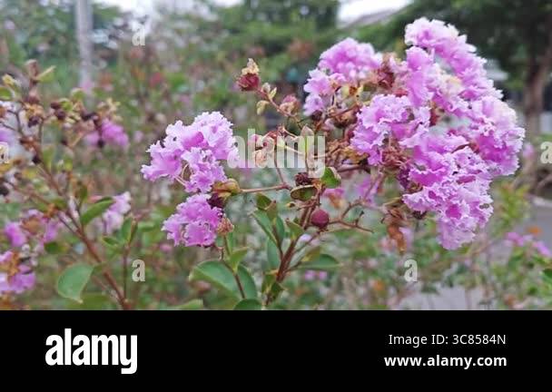 a cluster of pink lagerstroemia indica flower on the branches Stock ...