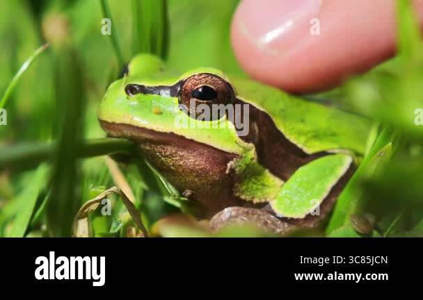 Little green frog frog sitting in the grass is being gently touched by ...