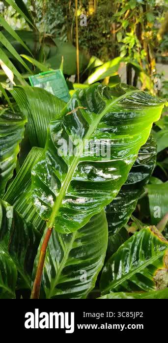 Vertical close up calathea Stock Videos & Footage - HD and 4K Video ...