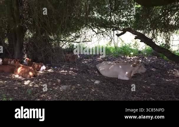 Adult cows with calves rest in the shade of green trees near Haifa in ...