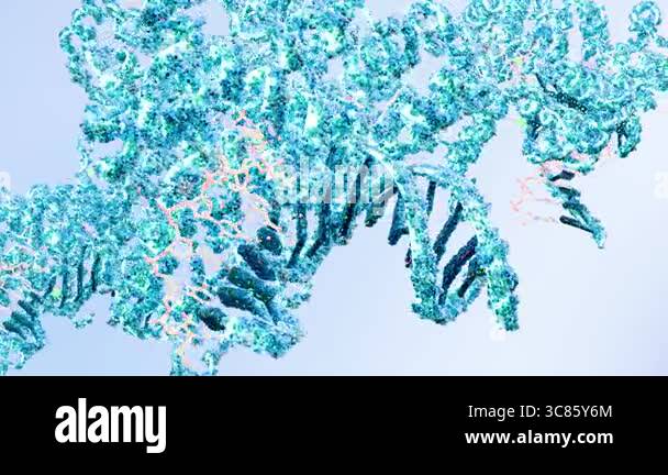 Molecular structure of human antigen protein p53 complexed with DNA ...