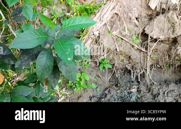 Fresh green leaves, side view. Natural background. Green leaves swaying ...