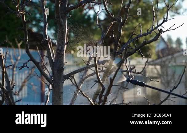Spraying a tree after winter to protect it from diseases and pests ...