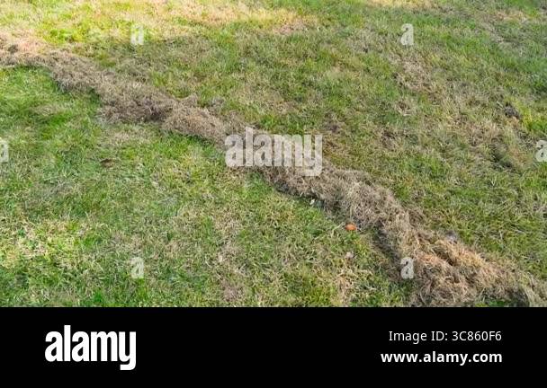Amount of dry grass after spring lawn cleaning. Seasonal grass care ...