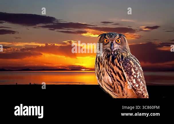 An Owl with a sunset sky background, USA Stock Video Footage - Alamy