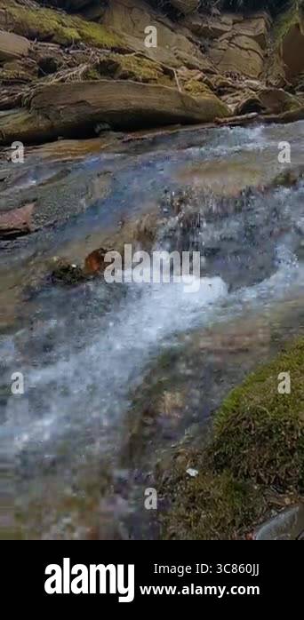 Rapid flow of clear mountain river water over smooth rocks and mossy stones in sunlight. Nature ...