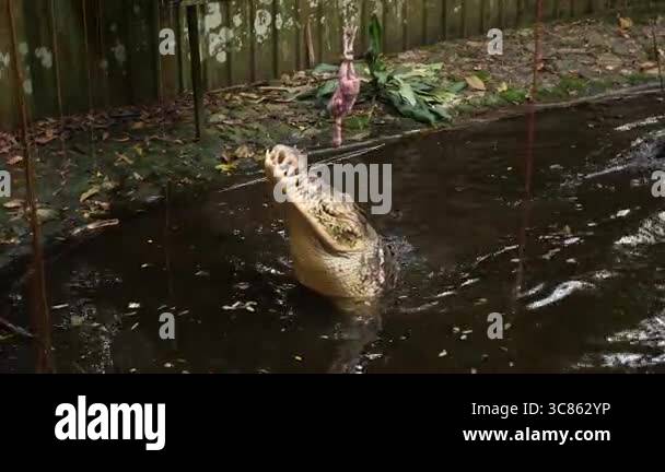 Crocodile or aligator feeding with a whole chicken in Papua New Guinea ...