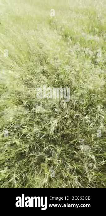 Video documentation of a vibrant green expanse of different grass ...