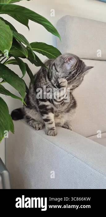 Cute British cat tabby washes in the morning on the couch Stock Video ...