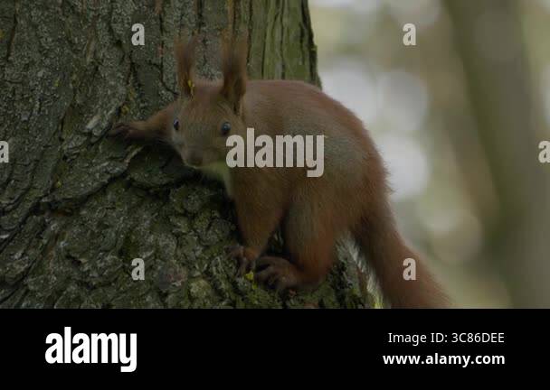 A curious squirrel explores a tall tree trunk, showcasing its agility ...